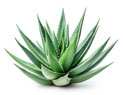 DOCSEMUR – Nature's answer to your health